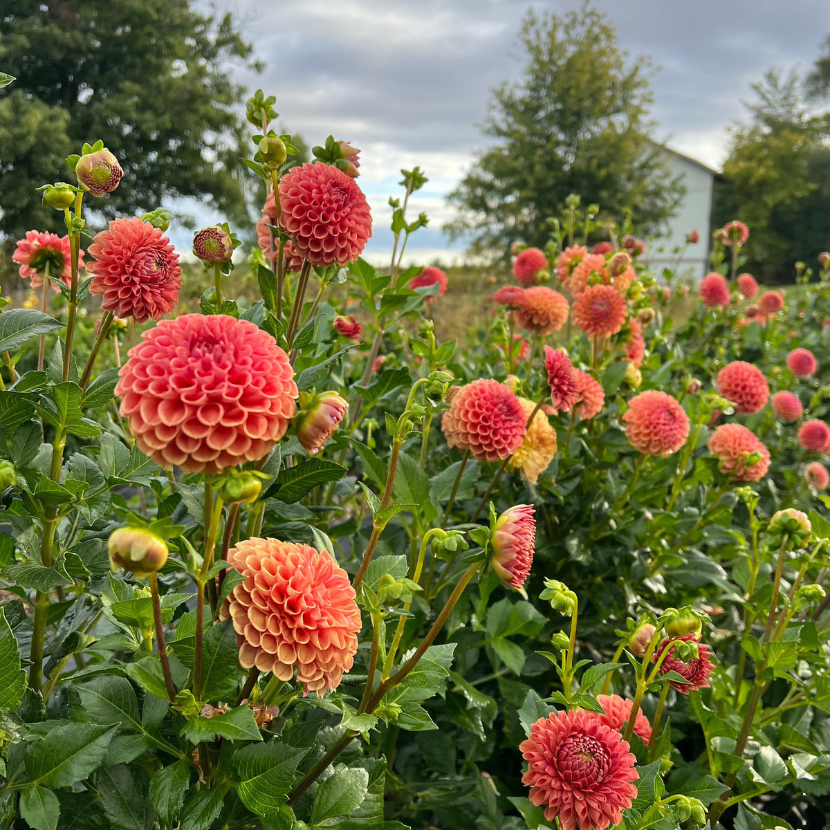 Dahlia Cornel Bronze – Ruby Moon Floral