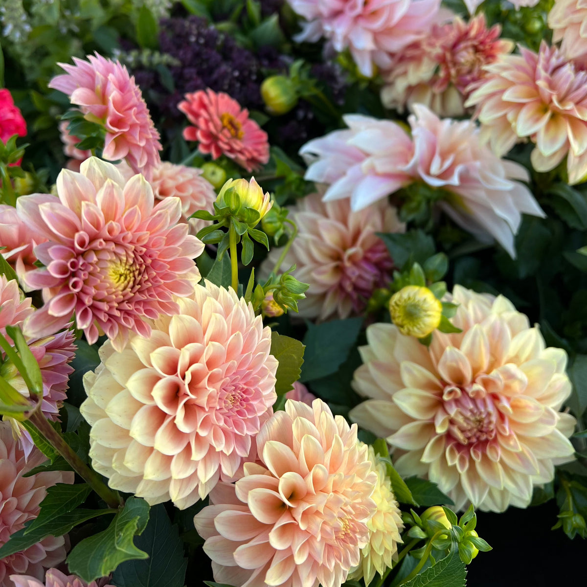 Dahlia Miss Amara – Ruby Moon Floral