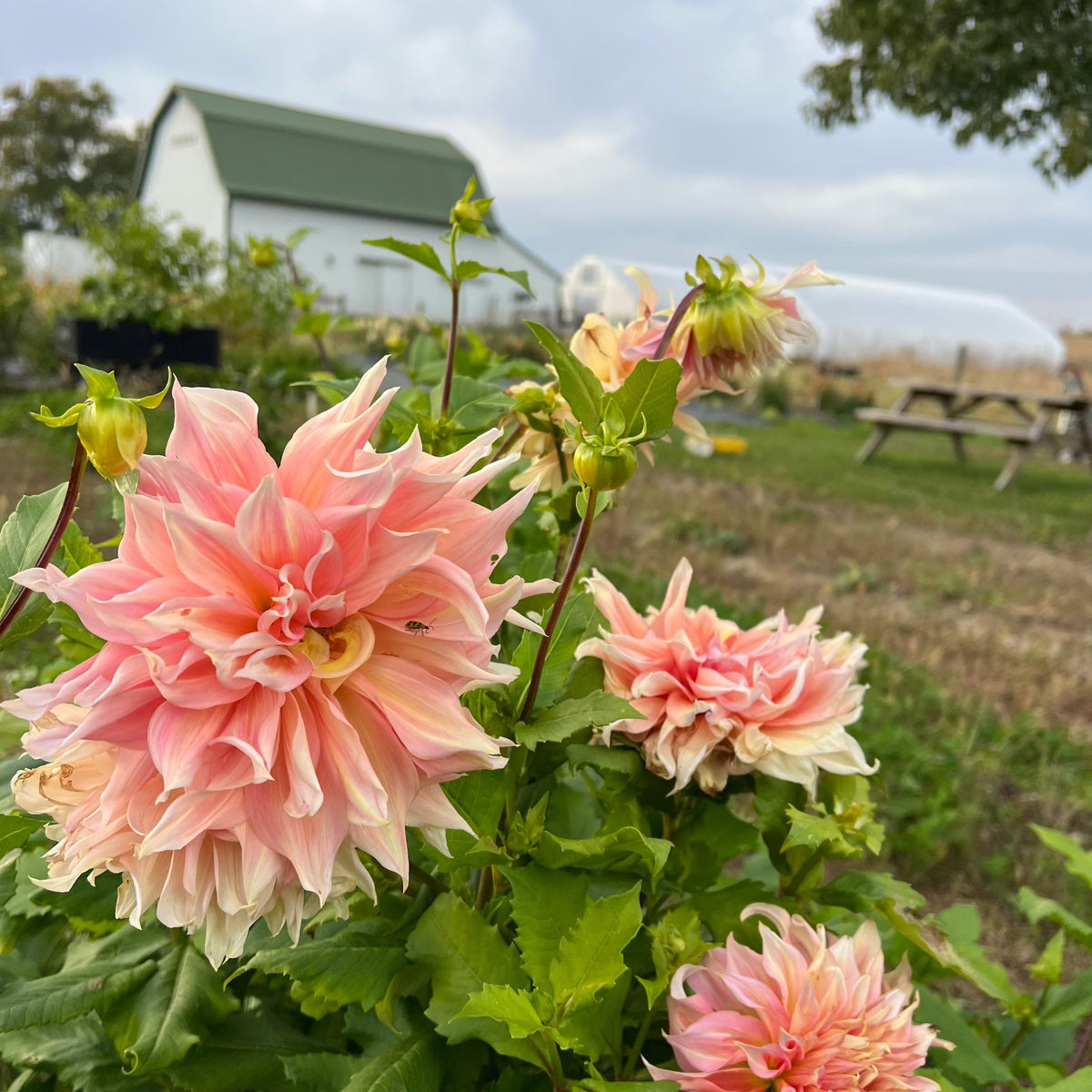 Dahlia Penhill Watermelon – Ruby Moon Floral