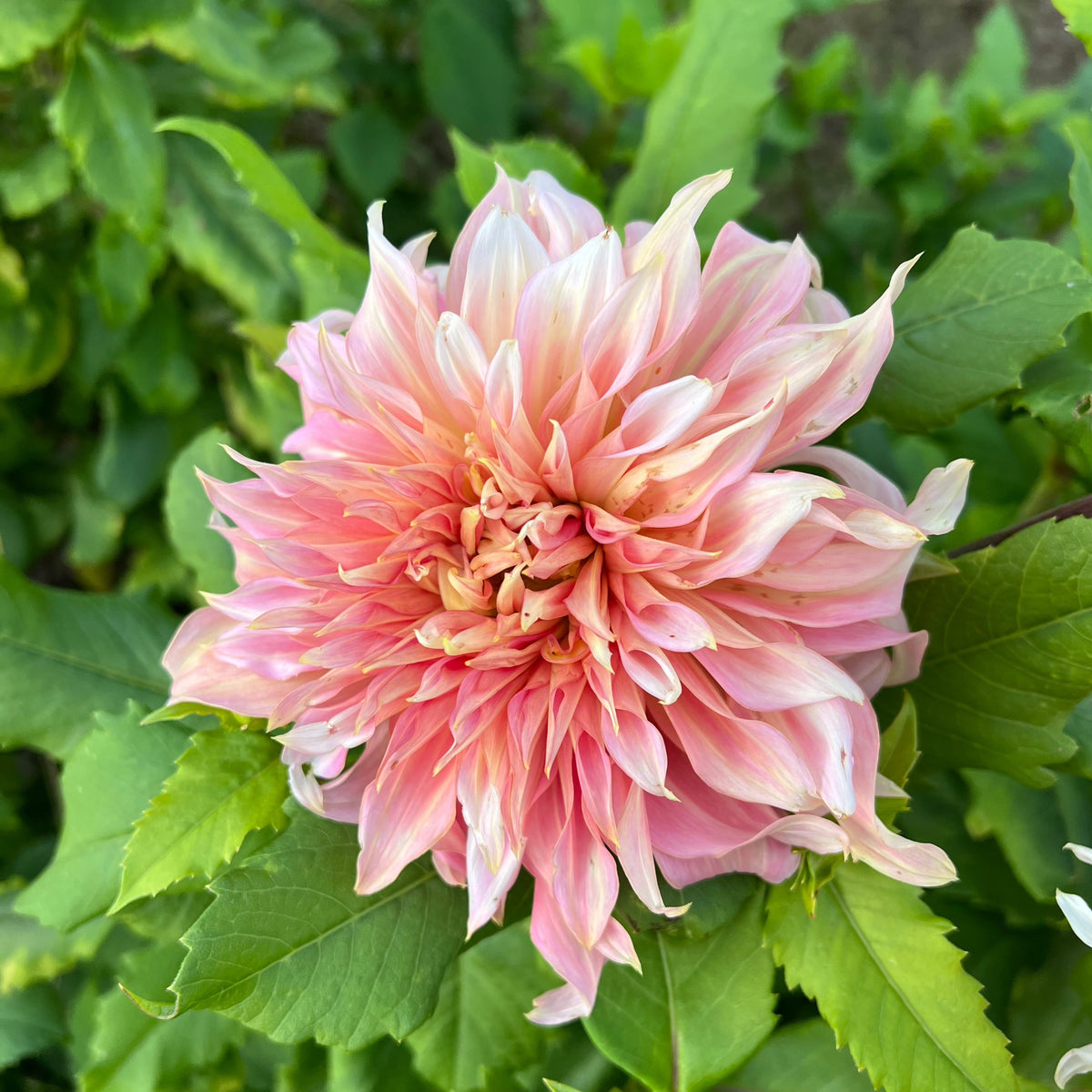 Dahlia Penhill Watermelon – Ruby Moon Floral