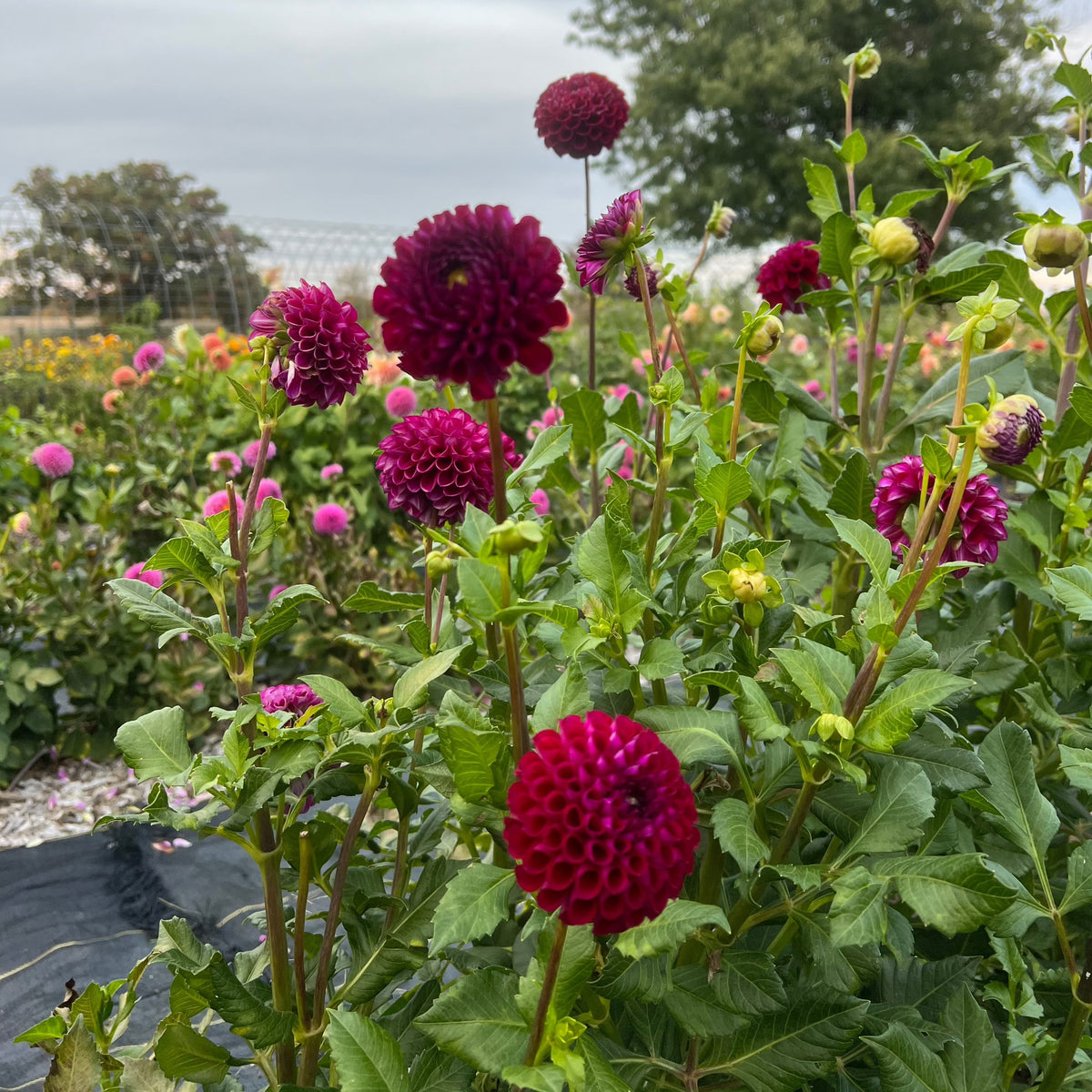 Dahlia Ivanetti – Ruby Moon Floral