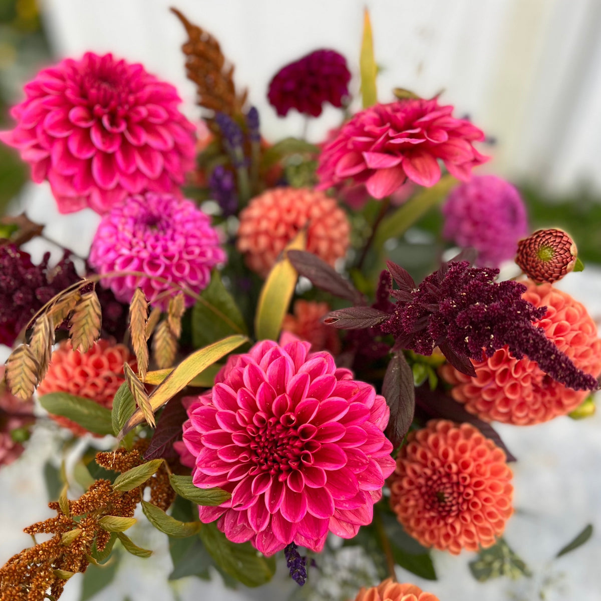 Dahlia Salmon Runner – Ruby Moon Floral