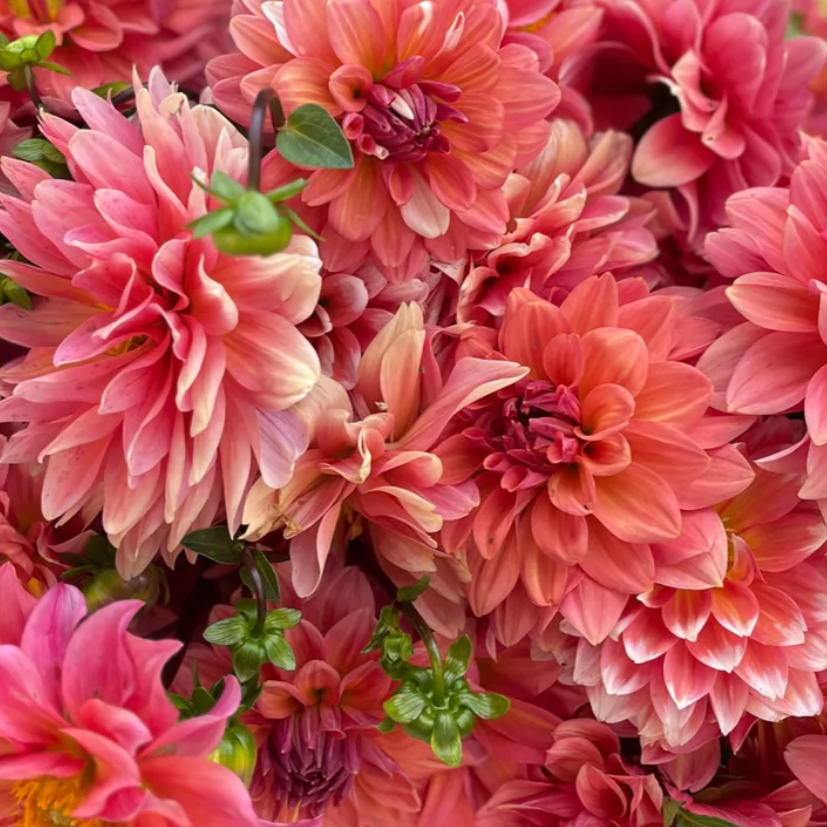 Dahlia Connecticutt Coral – Ruby Moon Floral