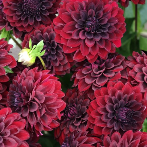 Dahlia Black Satin – Ruby Moon Floral