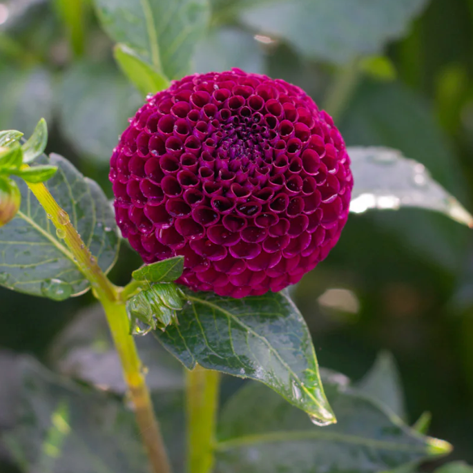 Dahlia Pride of Place – Ruby Moon Floral