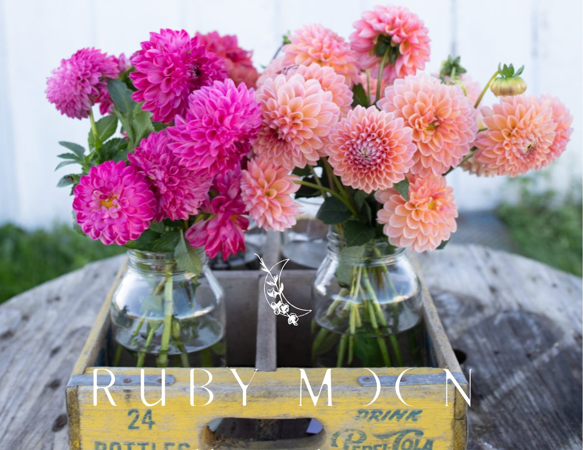 Dahlia Workshop – Ruby Moon Floral
