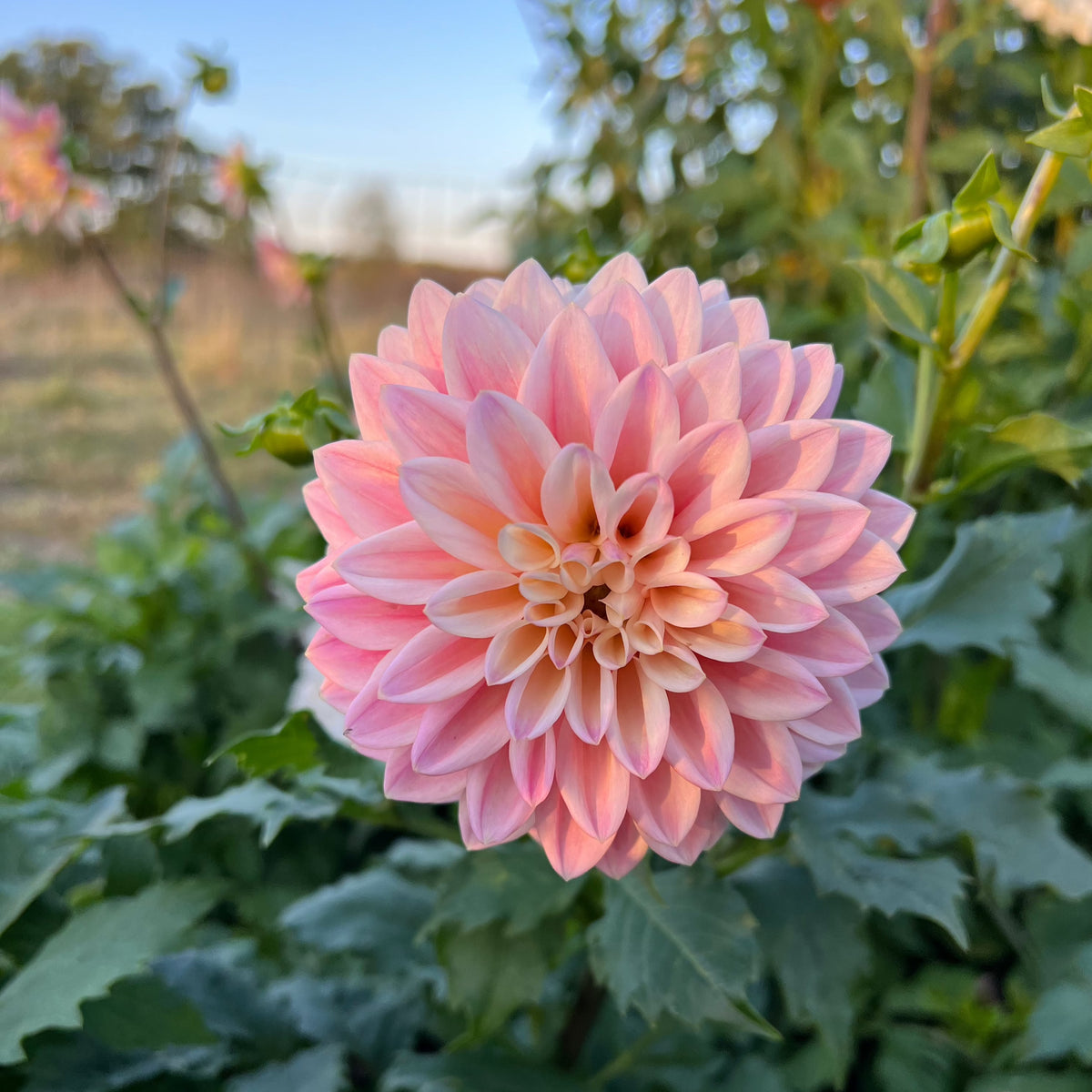 Dahlia Coralie – Ruby Moon Floral