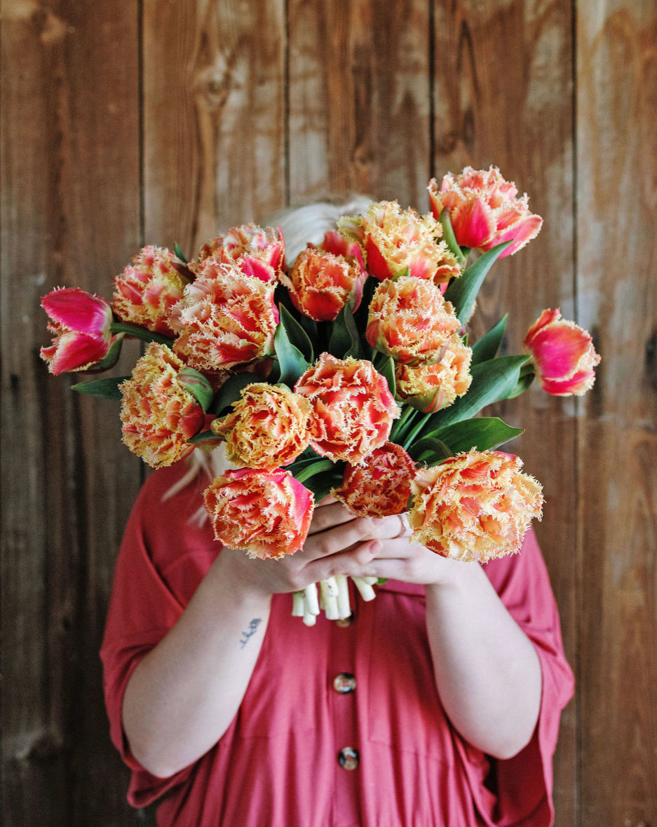 TULIP BULBS – Ruby Moon Floral