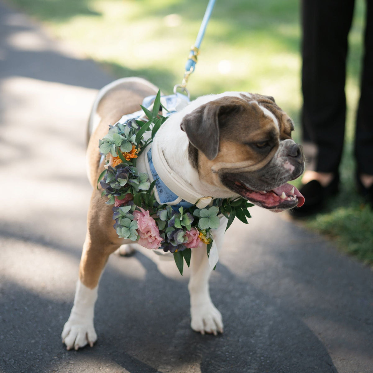 Pet Floral Collar – Ruby Moon Floral