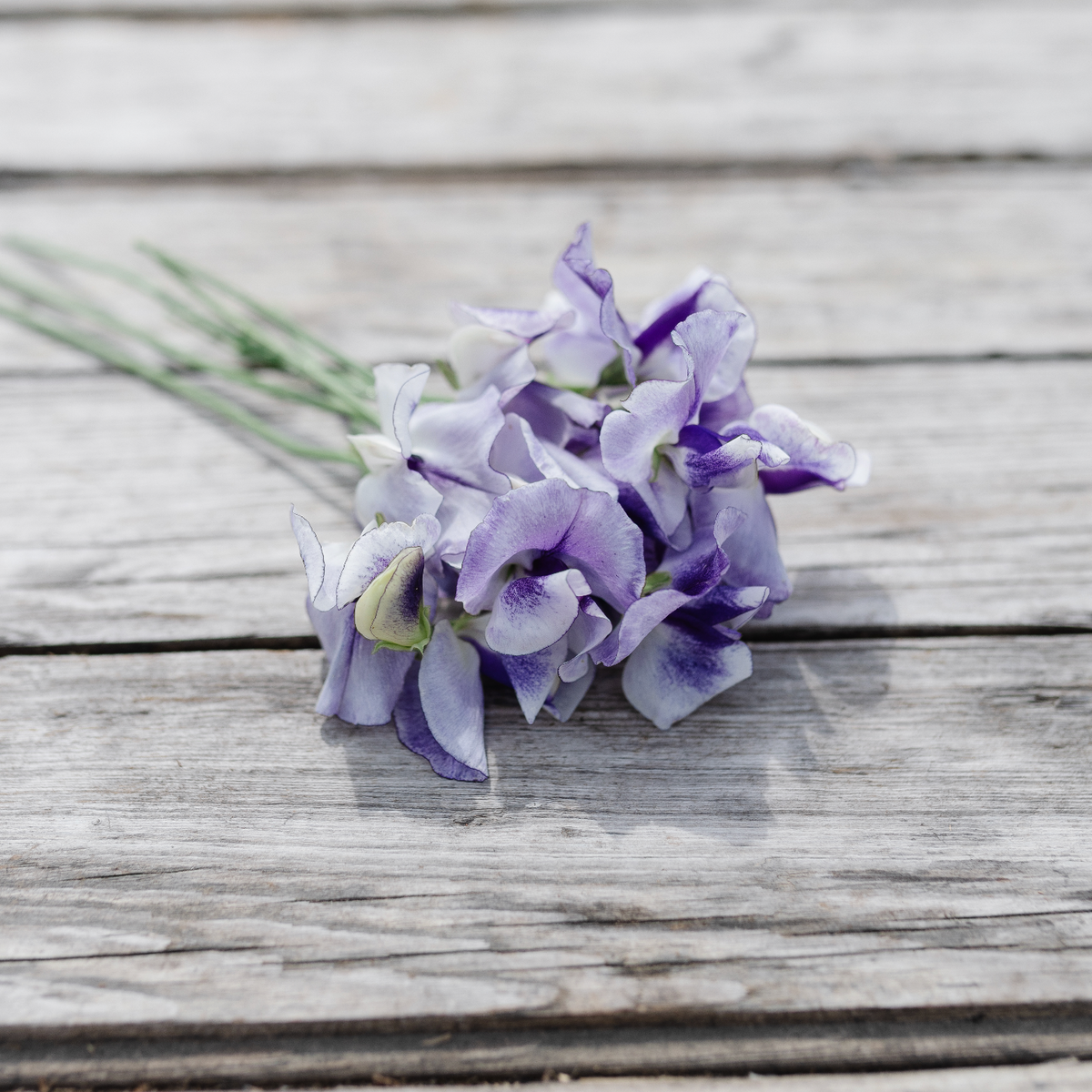 Sweet Pea 'Frances Kate' – Ruby Moon Floral
