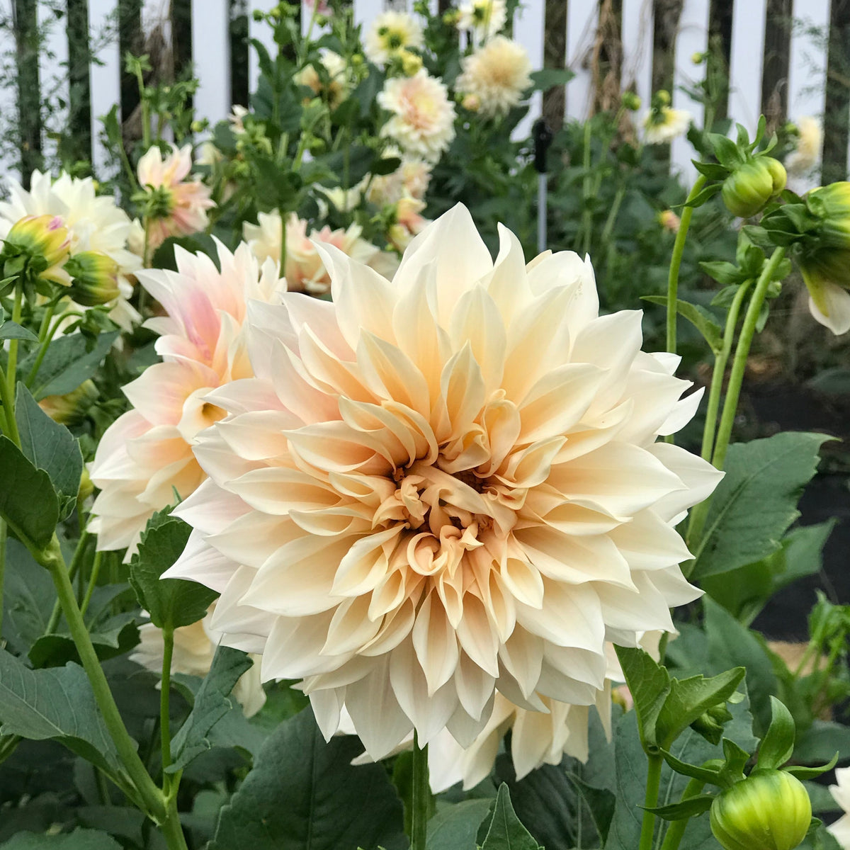 Dahlia Cafe Au Lait – Ruby Moon Floral