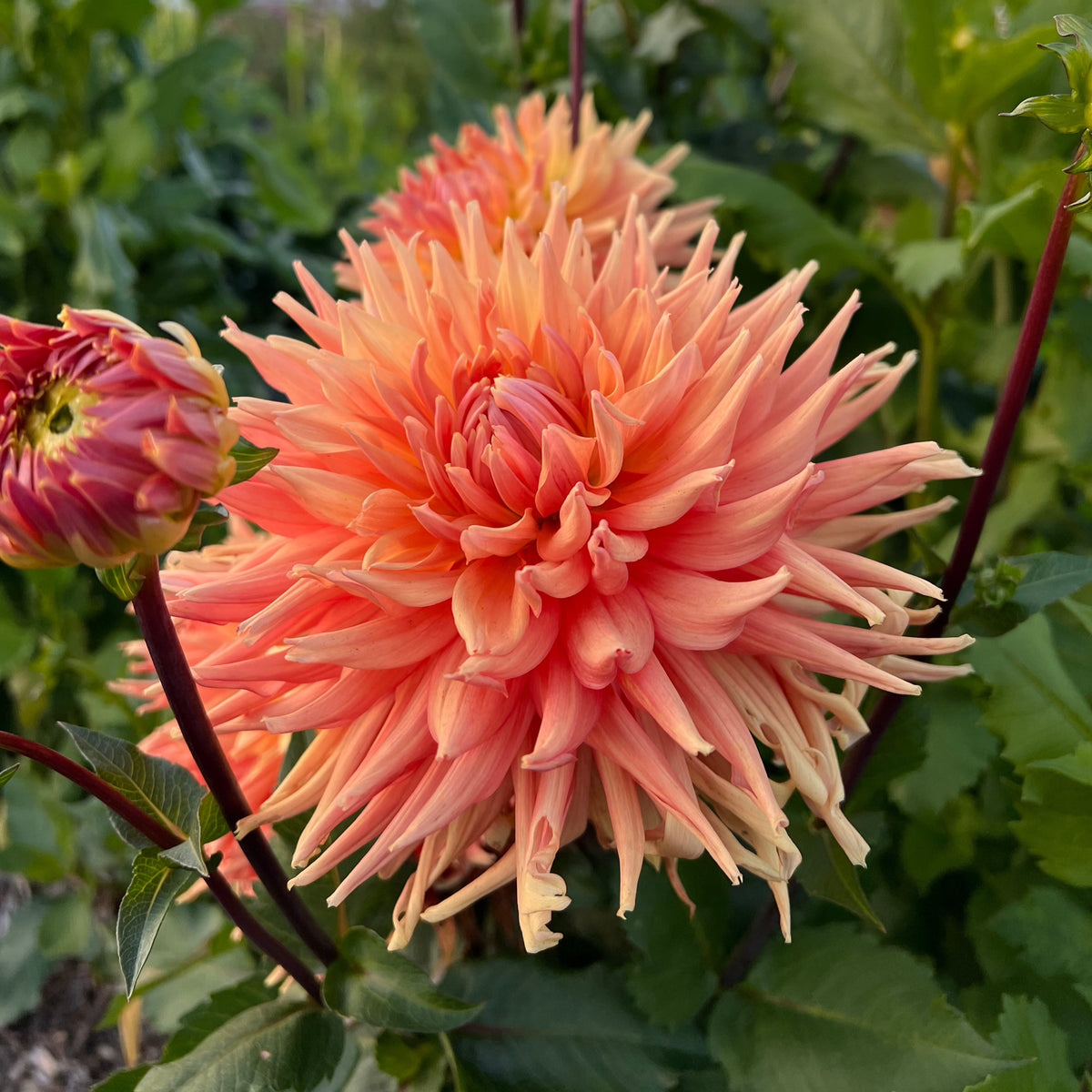 Dahlia AC Ben – Ruby Moon Floral