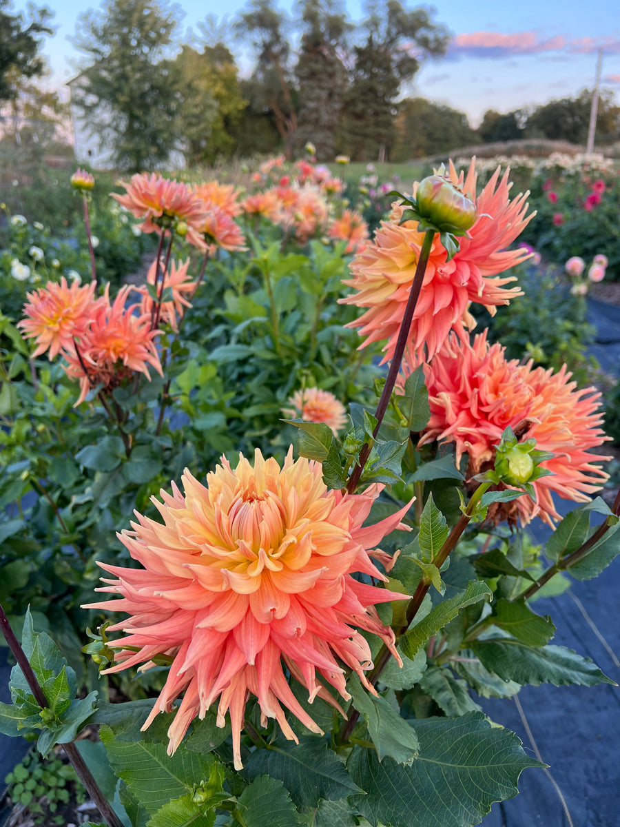 Dahlia AC Ben – Ruby Moon Floral