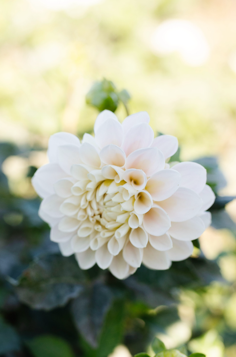 Dahlia Sweet Nathalie – Ruby Moon Floral