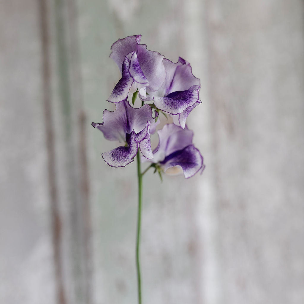 Sweet Pea 'Frances Kate' – Ruby Moon Floral