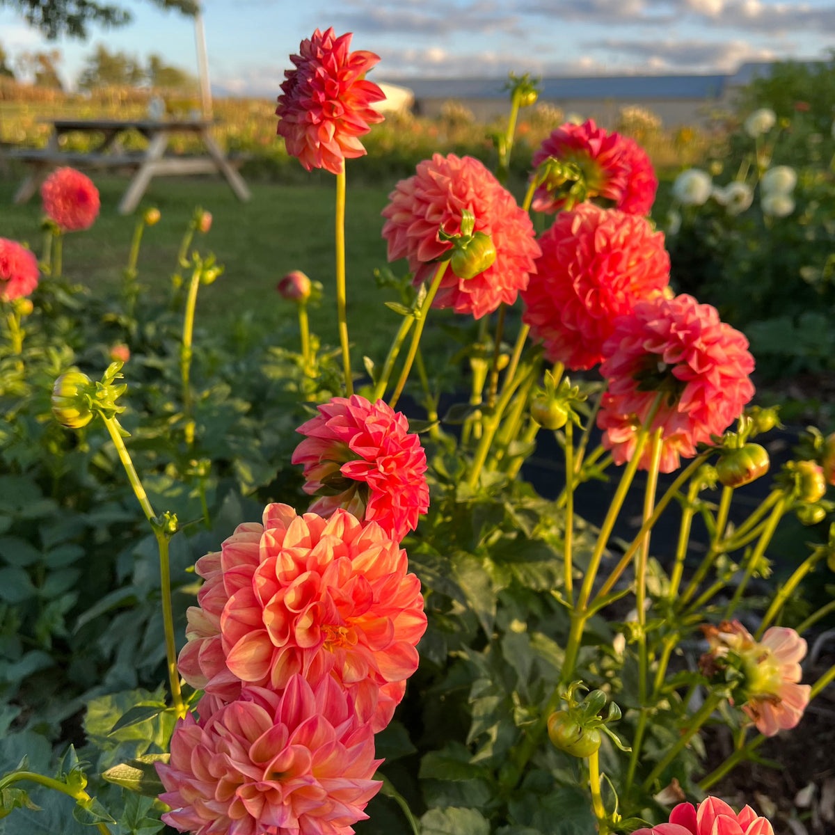 Dahlia Robin Hood – Ruby Moon Floral